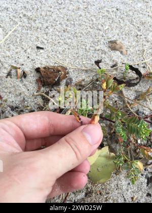 Coastal Beach Sandmat (Euphorbia mesembryanthemifolia) Plantae Stock ...