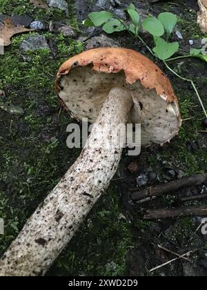 aspen bolete (Leccinum insigne) Fungi Stock Photo - Alamy