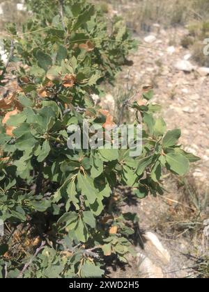 Wavyleaf Oak (Quercus × undulata) Plantae Stock Photo - Alamy