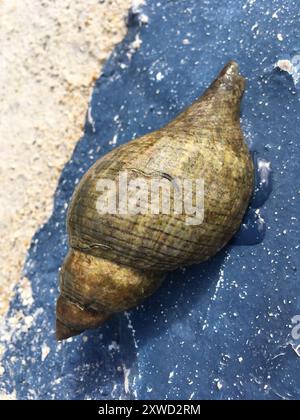True Tulip (Fasciolaria tulipa) Mollusca Stock Photo - Alamy