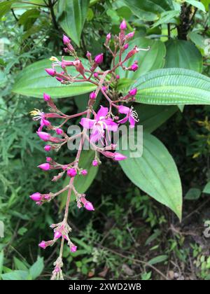 Bristletips (Oxyspora paniculata) Plantae Stock Photo - Alamy