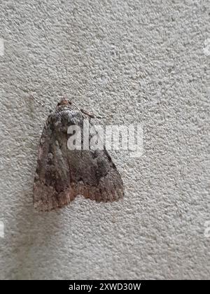 American Copper Underwing (Amphipyra pyramidoides) Insecta Stock Photo ...