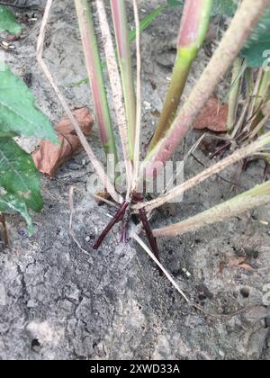 Itchgrass (Rottboellia cochinchinensis) Plantae Stock Photo - Alamy