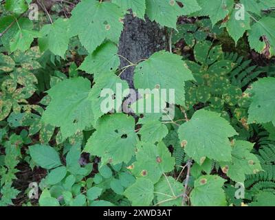 Mountain Maple (Acer spicatum) Plantae Stock Photo - Alamy