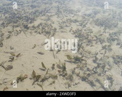 Sea Wrack (Halophila ovalis) Plantae Stock Photo - Alamy