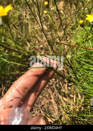 Pineland Silkgrass (Pityopsis aspera) Plantae Stock Photo - Alamy