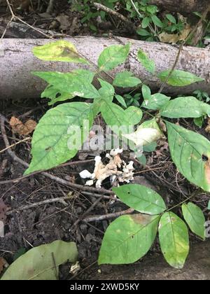 enveloping crust (Sebacina incrustans) Fungi Stock Photo - Alamy