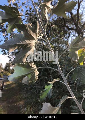 white poplar (Populus alba) Plantae Stock Photo - Alamy