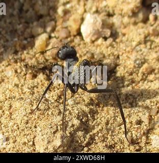 Karoo Balbyter Ant (Camponotus fulvopilosus) Insecta Stock Photo - Alamy