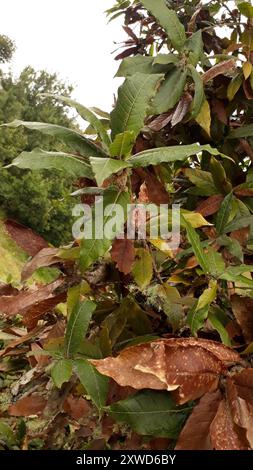 Andean oak (Quercus humboldtii) Plantae Stock Photo - Alamy