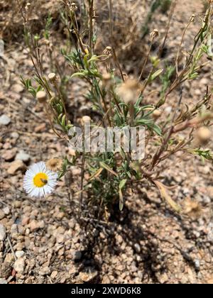 spreading fleabane (Erigeron divergens) Plantae Stock Photo - Alamy
