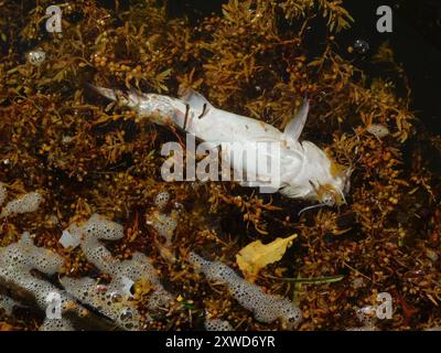 Sea Catfishes (Ariidae) Actinopterygii Stock Photo - Alamy