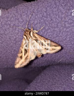 Girdler Moth (Dargida procinctus) Insecta Stock Photo - Alamy
