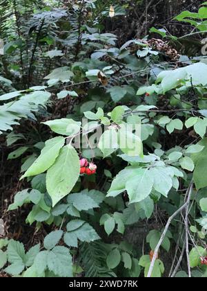 western burning bush (Euonymus occidentalis) Plantae Stock Photo - Alamy