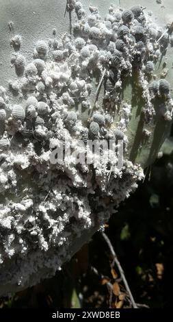 true cochineal bug (Dactylopius coccus) Insecta Stock Photo - Alamy