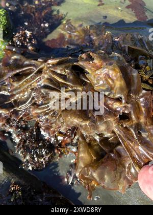 (Neoporphyra perforata) Plantae Stock Photo - Alamy