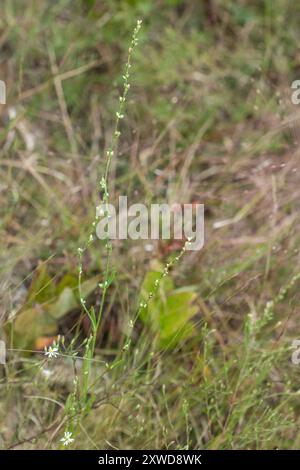 Slender Knotweed (Polygonum tenue) Plantae Stock Photo - Alamy