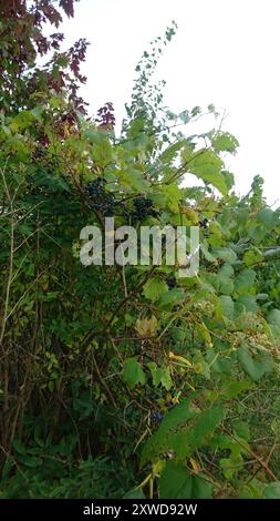 riverbank grape (Vitis riparia) Plantae Stock Photo - Alamy