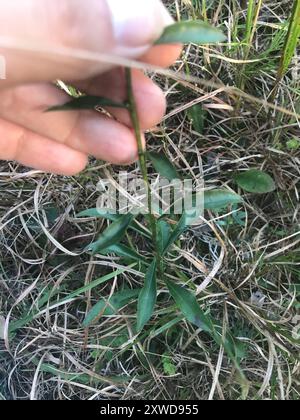 slender goldenrod (Solidago erecta) Plantae Stock Photo - Alamy