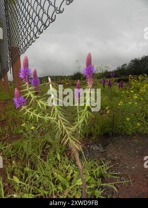 jambhli manjiri (Pogostemon deccanensis) Plantae Stock Photo - Alamy