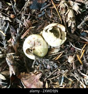rounded earthstar (Geastrum saccatum) Fungi Stock Photo - Alamy