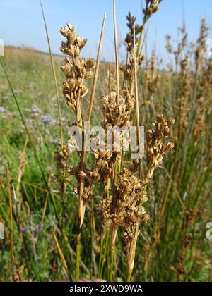 Sea Rush (Juncus maritimus) Plantae Stock Photo - Alamy