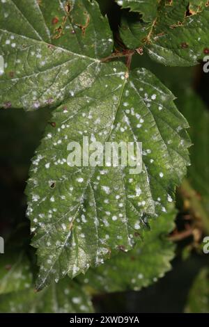 (Podosphaera aphanis) Fungi Stock Photo - Alamy