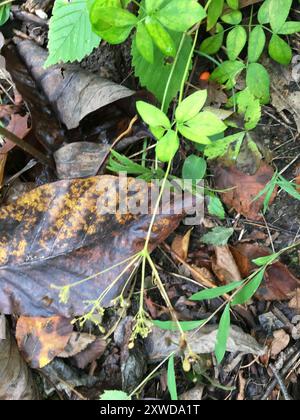 yellow pimpernel (Taenidia integerrima) Plantae Stock Photo - Alamy