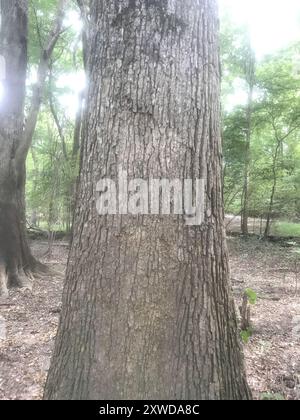overcup oak (Quercus lyrata) Plantae Stock Photo - Alamy