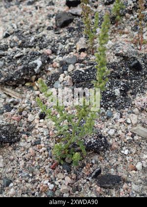Jerusalem oak (Dysphania botrys) Plantae Stock Photo - Alamy