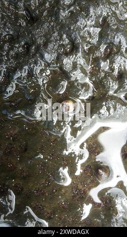 (Tectarius striatus) Mollusca Stock Photo - Alamy