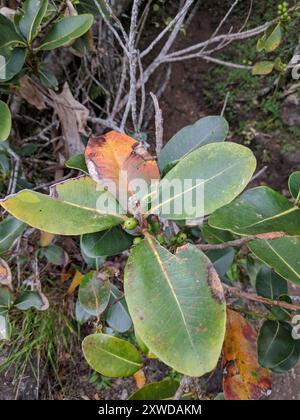 bully trees (Sideroxylon) Plantae Stock Photo - Alamy