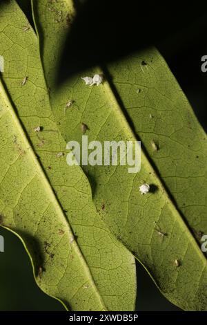 Sputnik Spider (Paidiscura pallens) Arachnida Stock Photo - Alamy