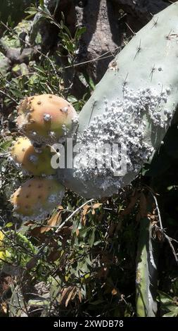 true cochineal bug (Dactylopius coccus) Insecta Stock Photo - Alamy
