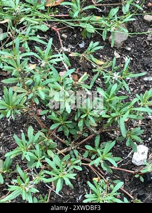 green carpetweed (Mollugo verticillata) Plantae Stock Photo - Alamy