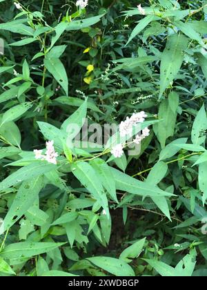 pinkweed (Persicaria pensylvanica) Plantae Stock Photo - Alamy