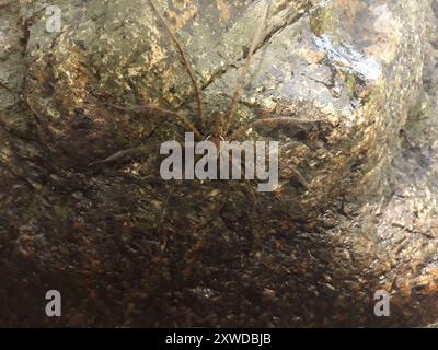 trechaleid spiders (Trechaleidae) Arachnida Stock Photo - Alamy