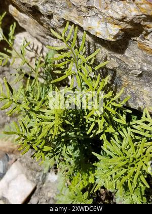 American parsley fern (Cryptogramma acrostichoides) Plantae Stock Photo ...
