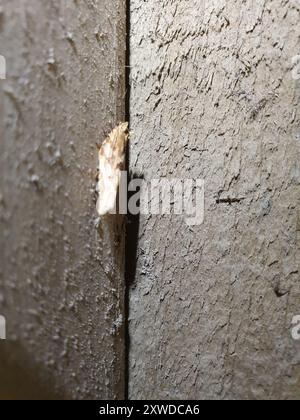 Sharp-Tipped Bell Moth (Epalxiphora axenana), Insecta, Manaia, New ...