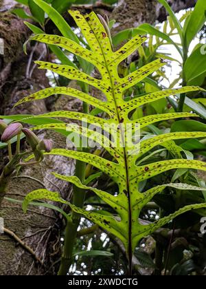 monarch fern (Microsorum scolopendria) Plantae Stock Photo - Alamy
