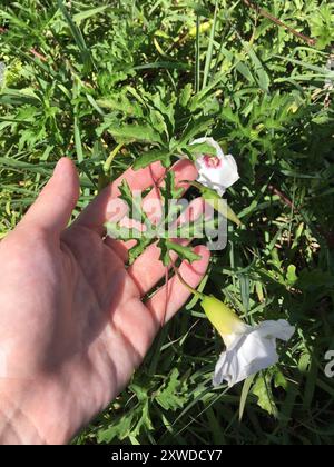 Alamo vine (Distimake dissectus) Plantae Stock Photo - Alamy