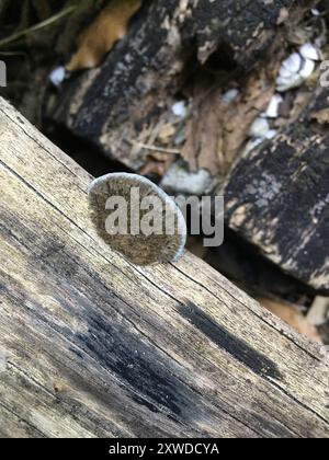 Hairy Hexagonia (Hexagonia hydnoides) Fungi Stock Photo - Alamy