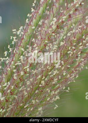 Finger Grass (Chloris barbata) Plantae Stock Photo - Alamy