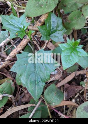 Canary creeper (Senecio tamoides) Plantae Stock Photo - Alamy