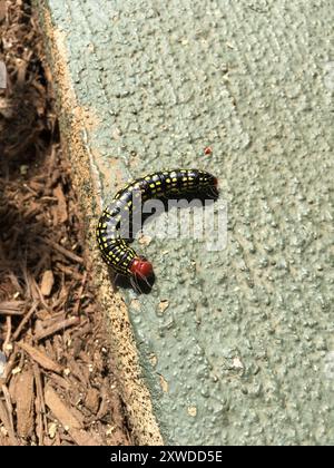 Azalea Caterpillar Moth (Datana major) Insecta Stock Photo - Alamy