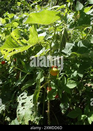 Cockroach Berry (Solanum capsicoides) Plantae Stock Photo - Alamy