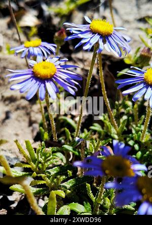 (Felicia amoena latifolia) Plantae Stock Photo - Alamy