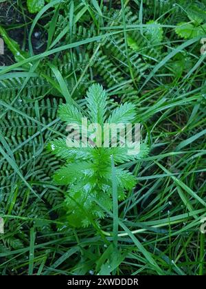 common silverweed (Argentina anserina) Plantae Stock Photo - Alamy
