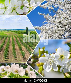 Photo apricot flowers / fruit trees of temperate climate Stock Photo ...