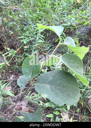Bigleaf Snowbell (Styrax grandifolius) Plantae Stock Photo - Alamy